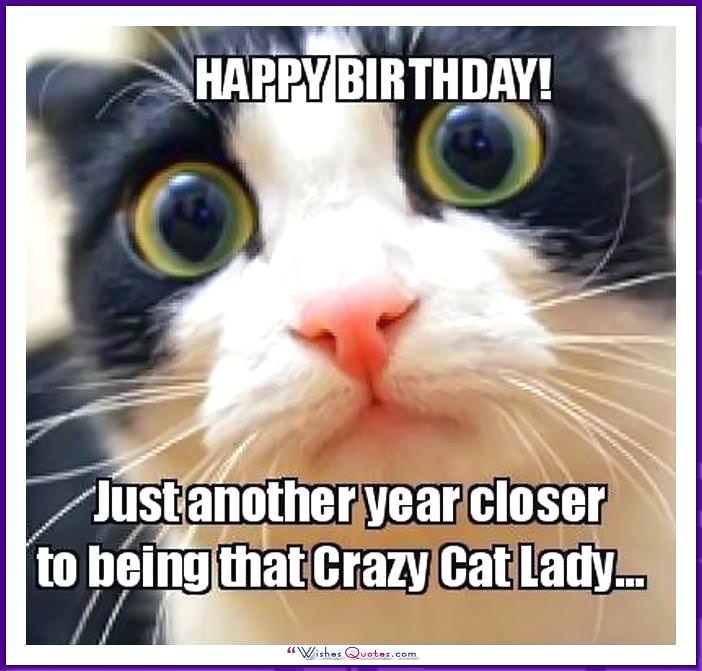 Happy Birthday Memes With Funny Cats Dogs And Cute Animals Happy Birthday Memes With Funny Cats Dogs And Cute Animals